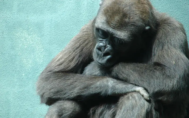 Animal Morality: 3 questions with Mark Rowlands » IAI TV