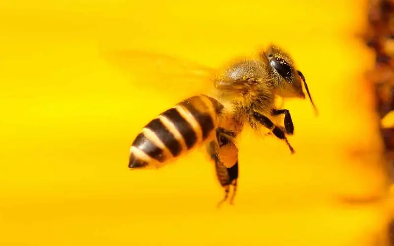 The culture of bees and the AI apocalypse | Grant Ramsey » IAI TV