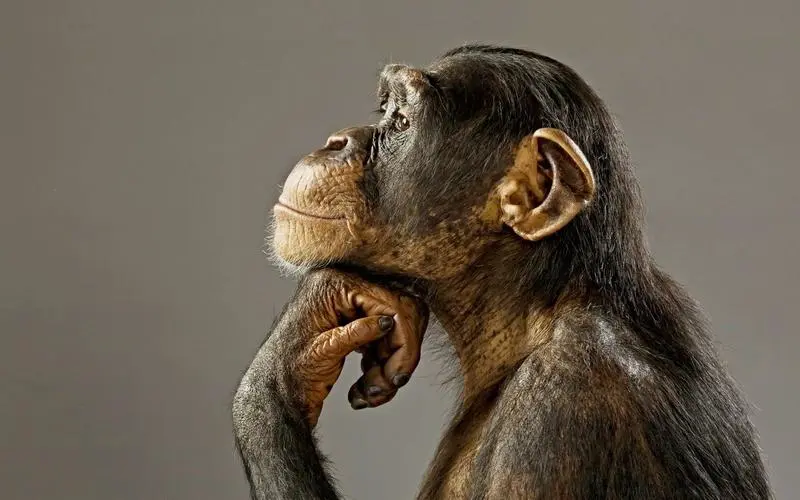 Animals and Philosophy » IAI TV