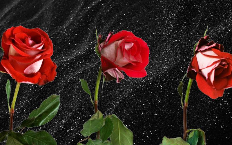 Rewriting romance | Carrie Jenkins » IAI TV