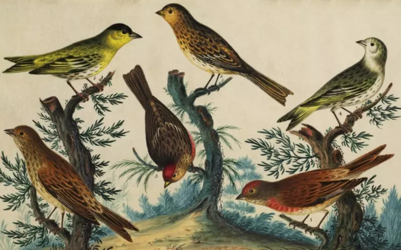 There's more to evolution than genes | James Shapiro » IAI TV