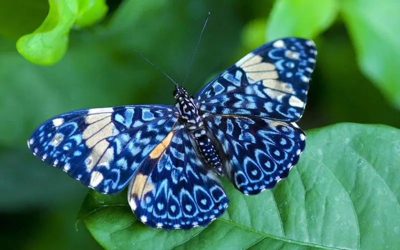 Rupert Sheldrake: The Habits of Nature