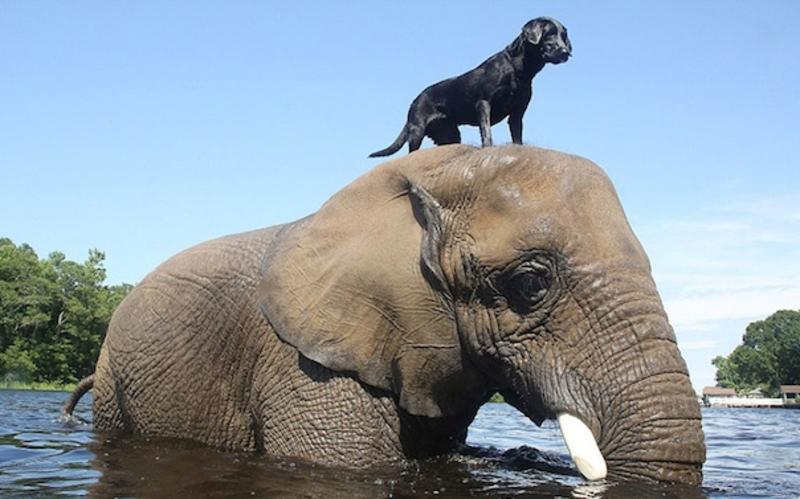 Moral Animals and Our Place in the Universe: Are good and evil unique to humans?