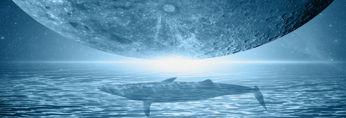 Imagination, consciousness and animal dreams | David M. Peña-Guzmán ...