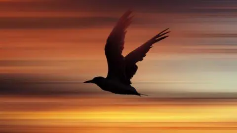 How to time travel with a starling | Samuel Baron » IAI TV