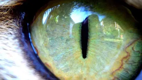 The pain principle | Christopher Belshaw » IAI TV