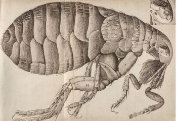 Micrographia Robert Hooke